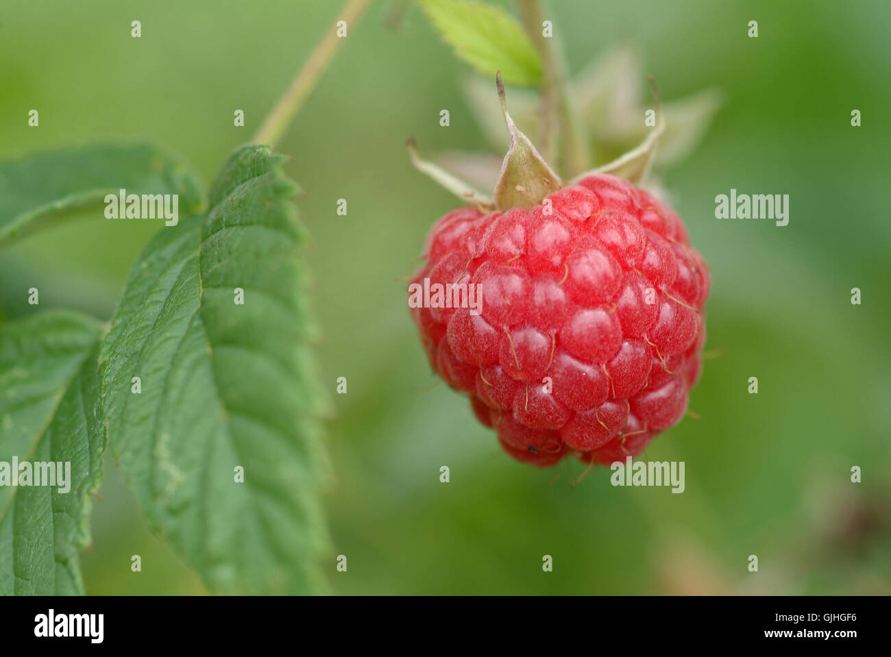Sommerfrucht hi-res stock photography and images - Alamy