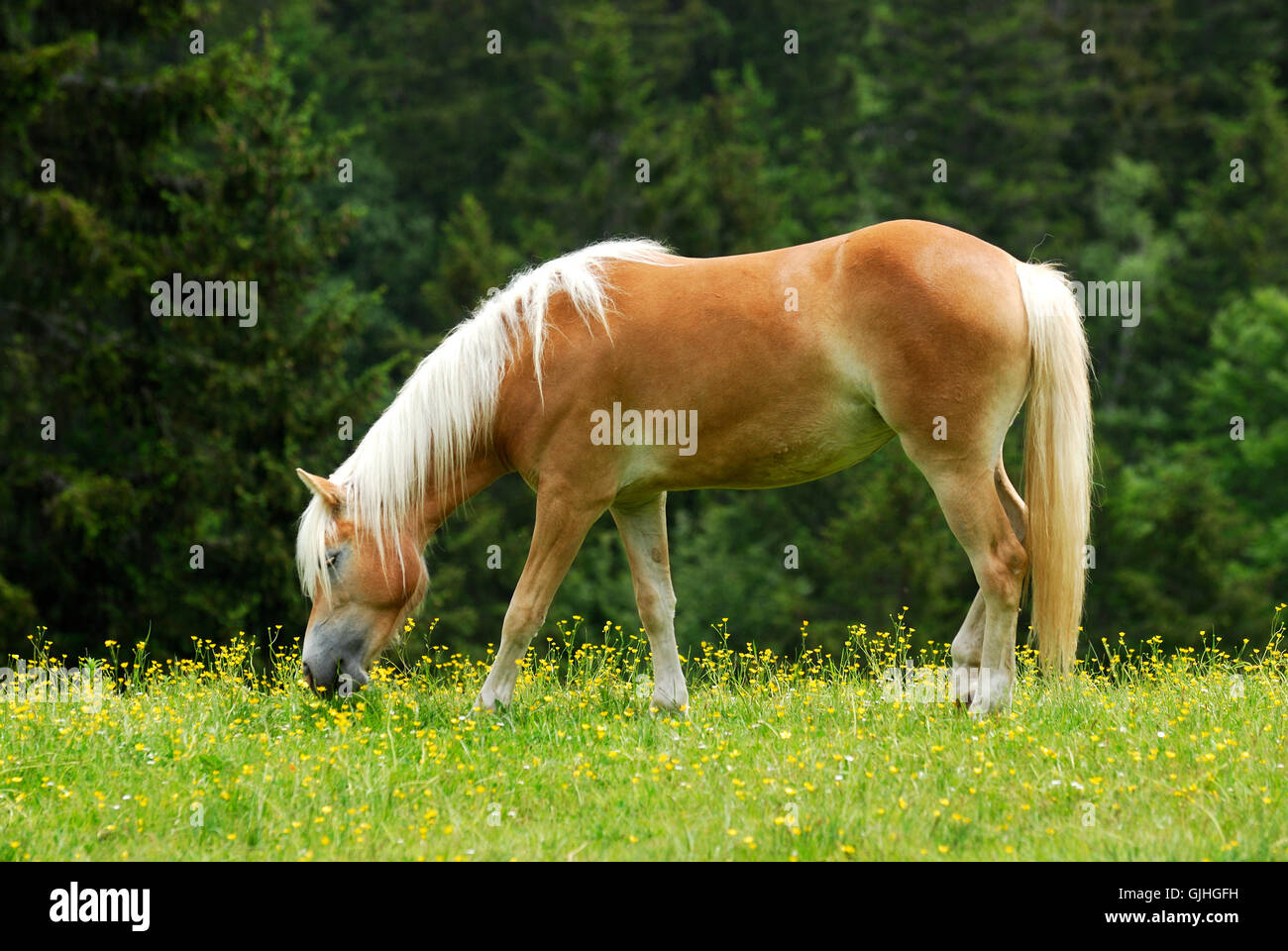 Single haflinger hi-res stock photography and images - Alamy