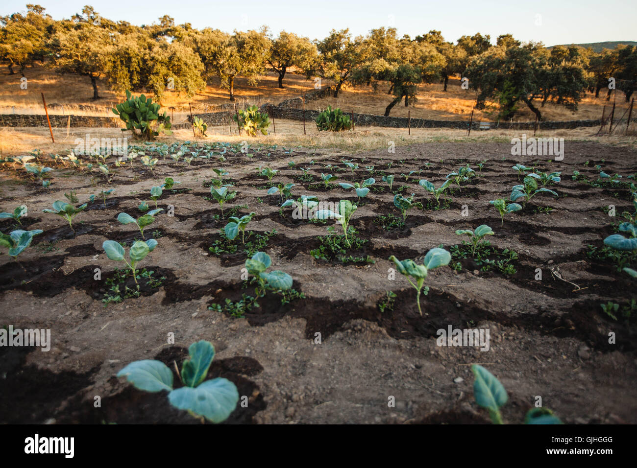Plants growing in field Stock Photo - Alamy