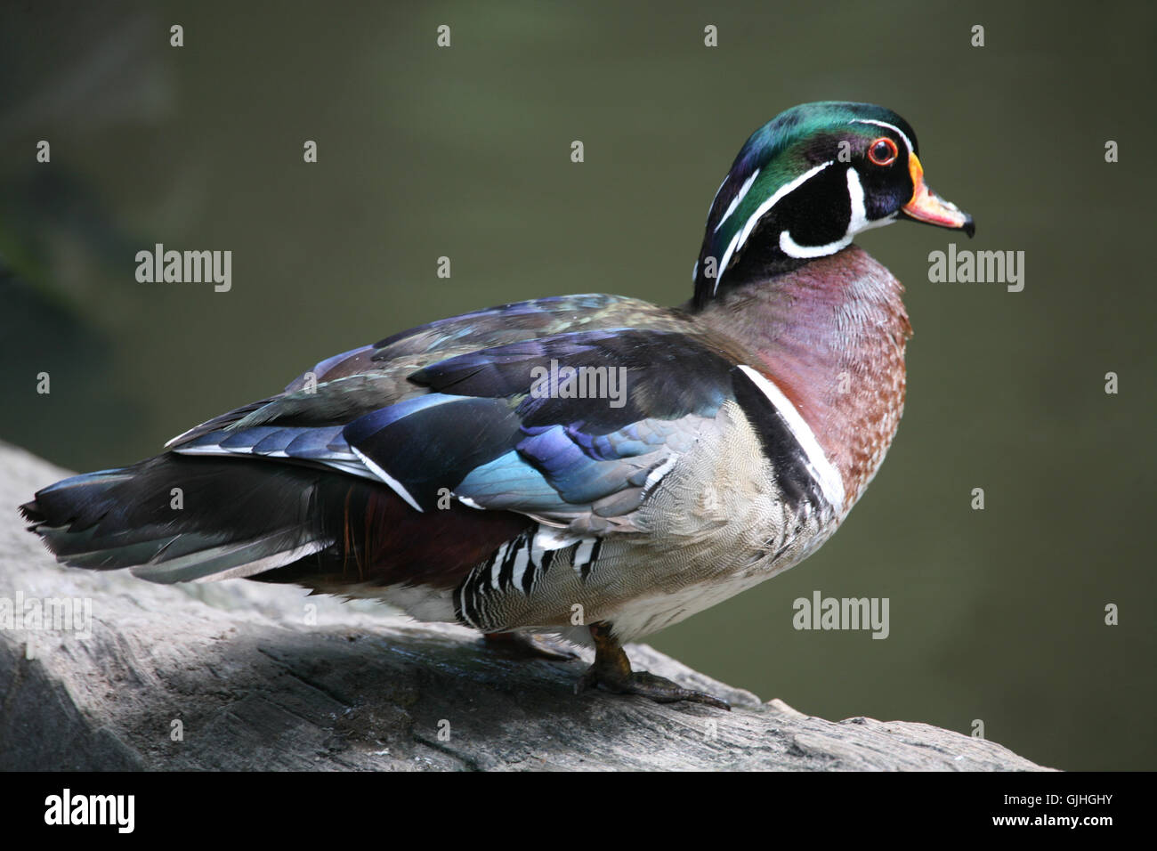 animal bird birds Stock Photo - Alamy