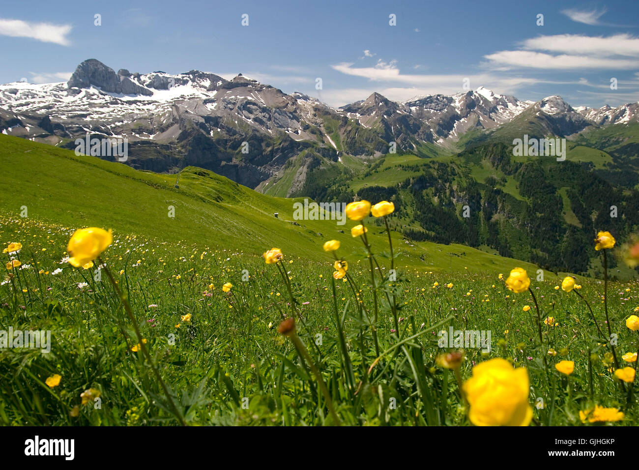 blue tree trees Stock Photo - Alamy