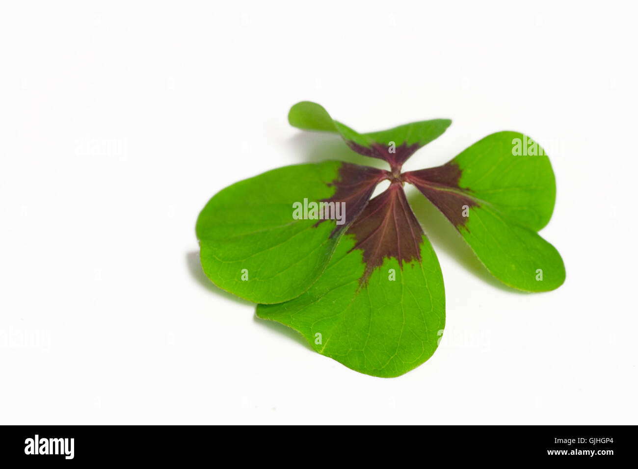 optional green leaves Stock Photo - Alamy