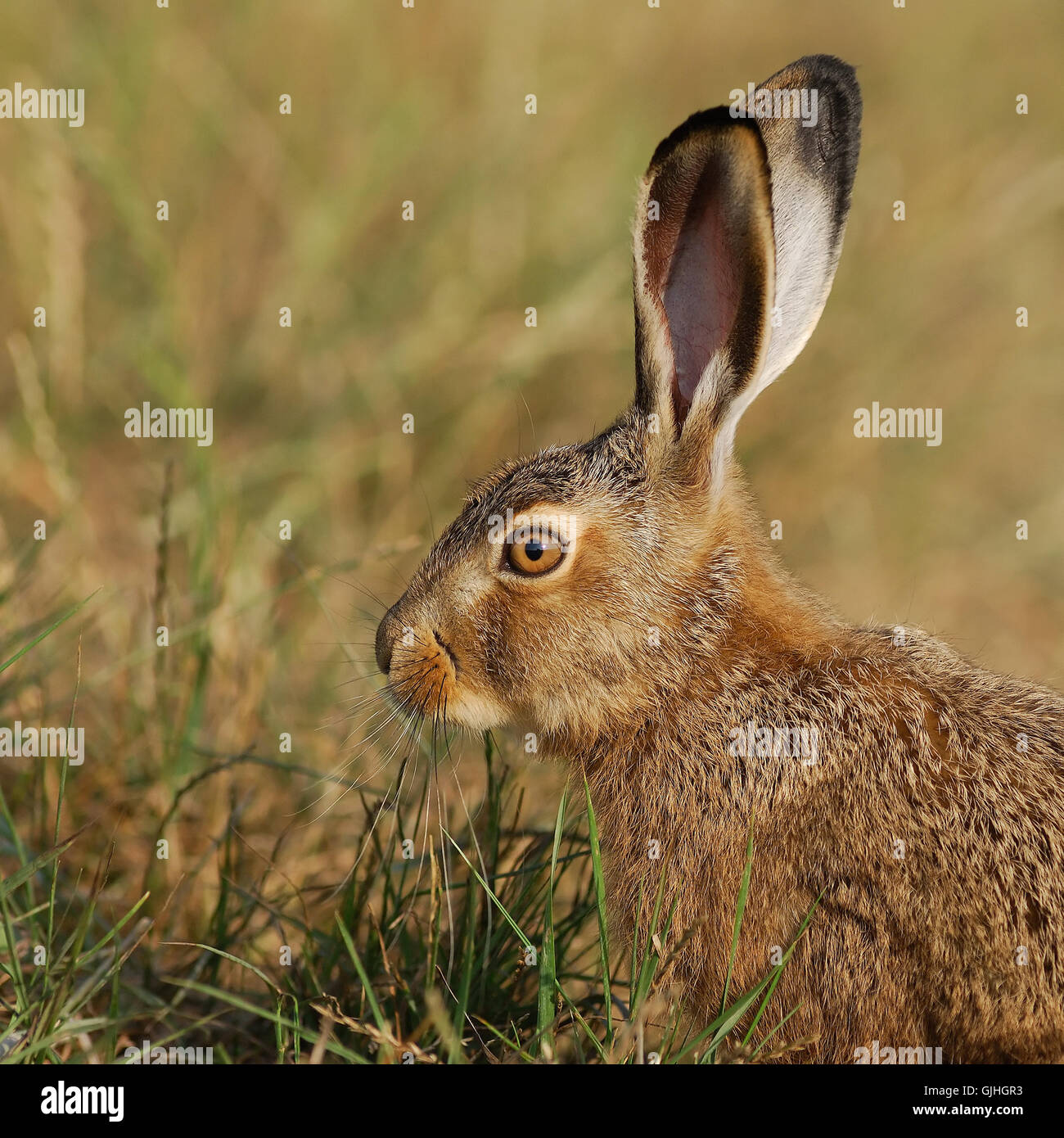 profile animal green Stock Photo - Alamy
