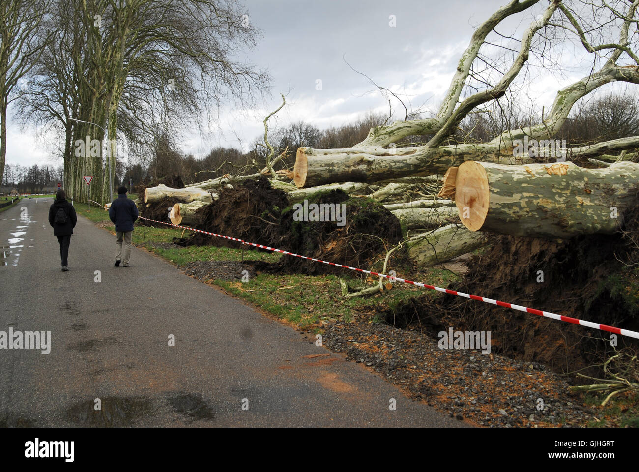 danger tree fear Stock Photo - Alamy