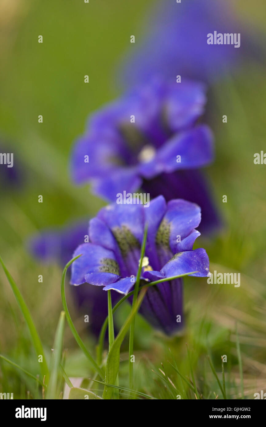 blue macro close-up Stock Photo - Alamy