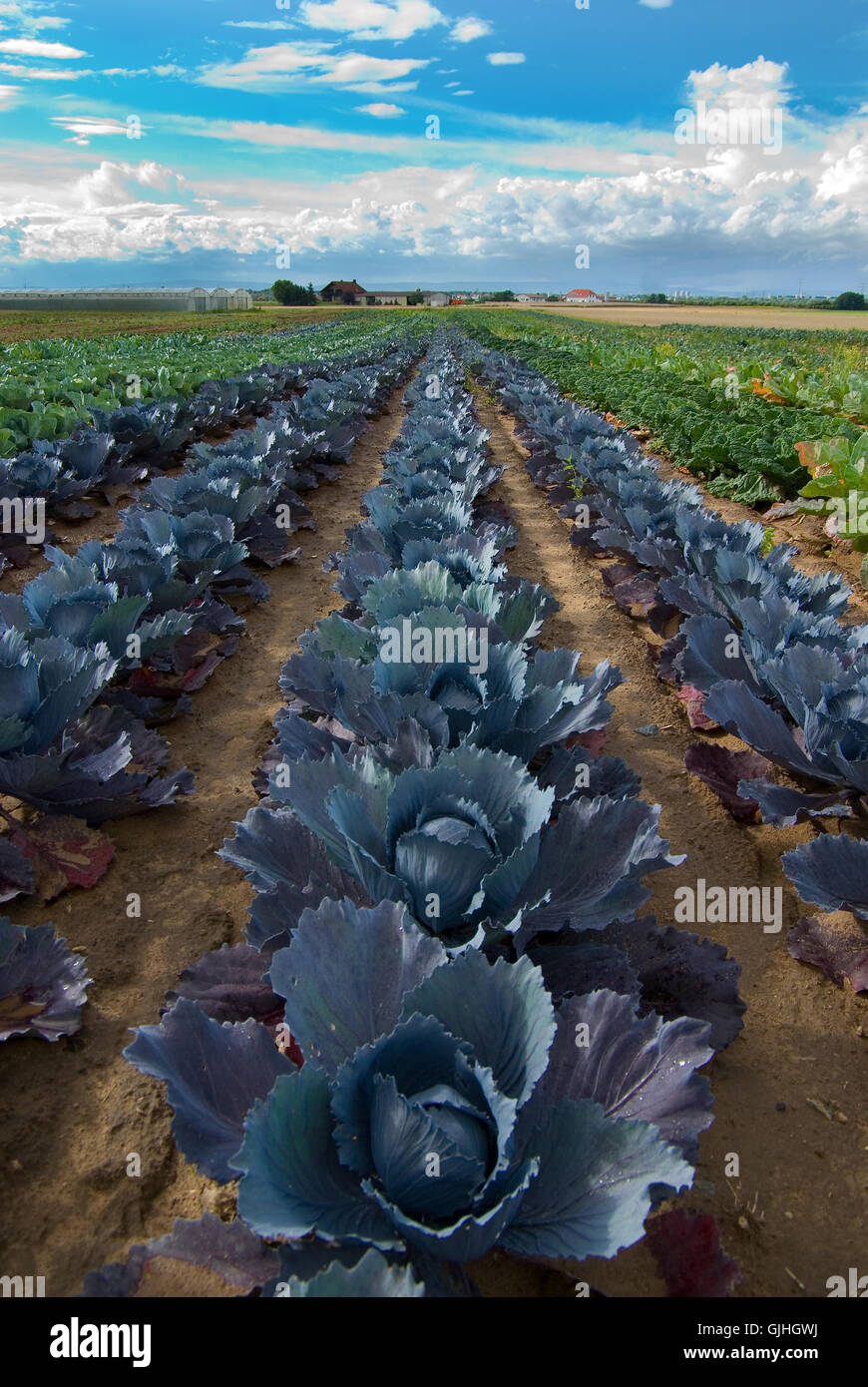vegetable market garden german Stock Photo - Alamy