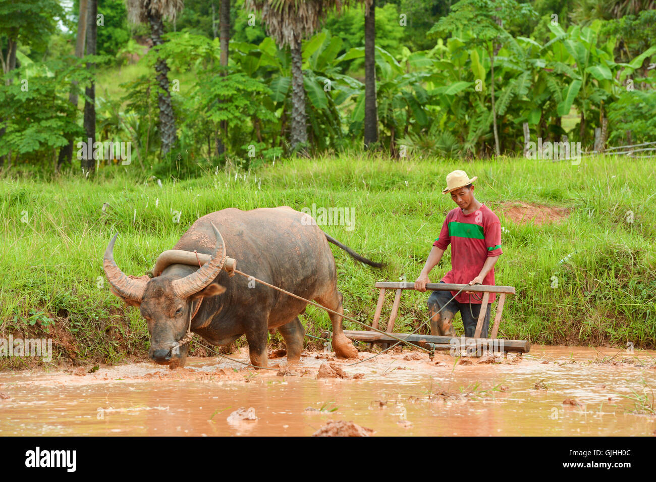 Farmer in rice field hi-res stock photography and images - Alamy