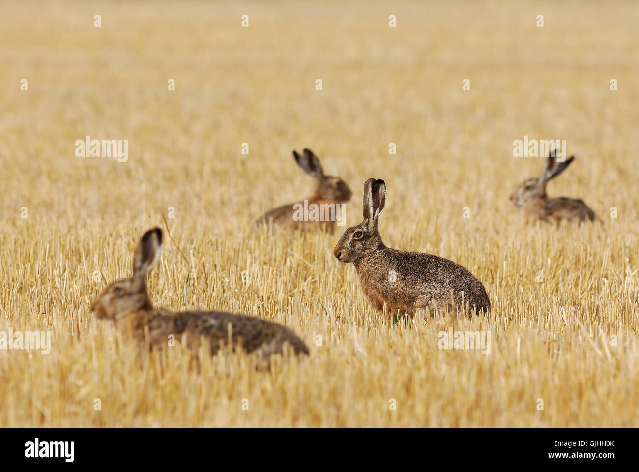 Rivals hi-res stock photography and images - Alamy