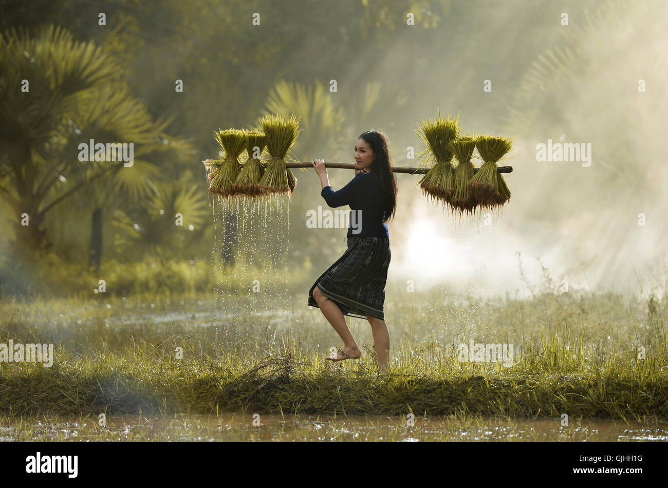 Woman carrying rice plants in paddy field, Sakolnakh, Thailand Stock ...