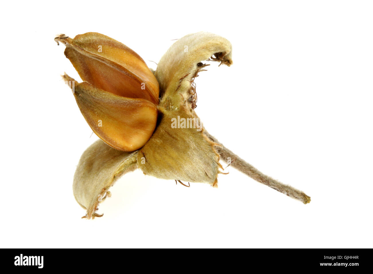 Beech nuts and shell hi-res stock photography and images - Alamy