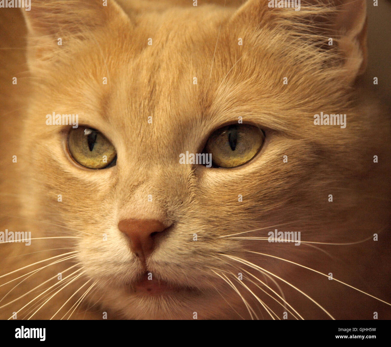 animal pet eye Stock Photo - Alamy