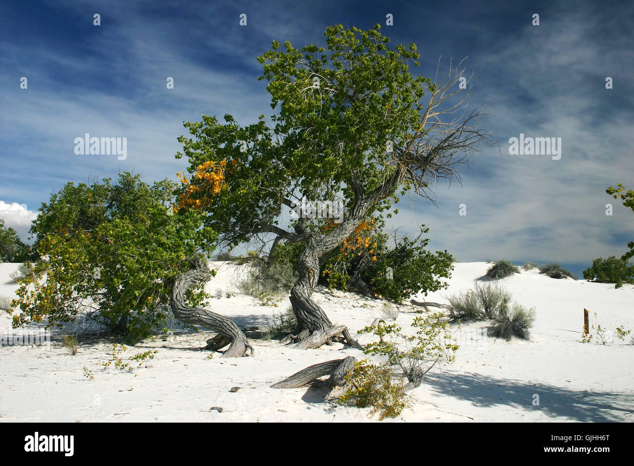 tree trees desert Stock Photo - Alamy