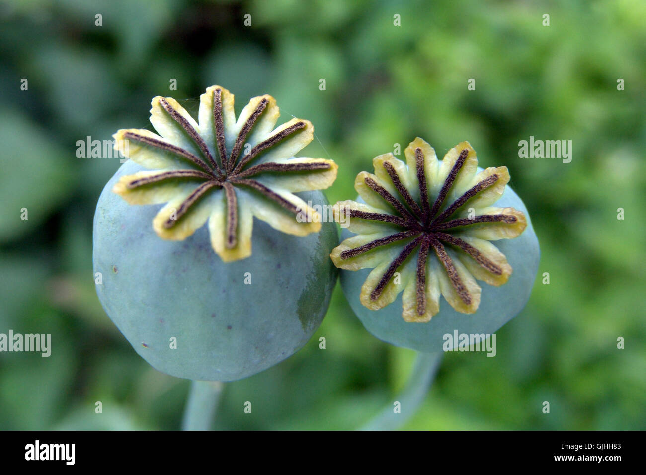 Following too close hi-res stock photography and images - Alamy