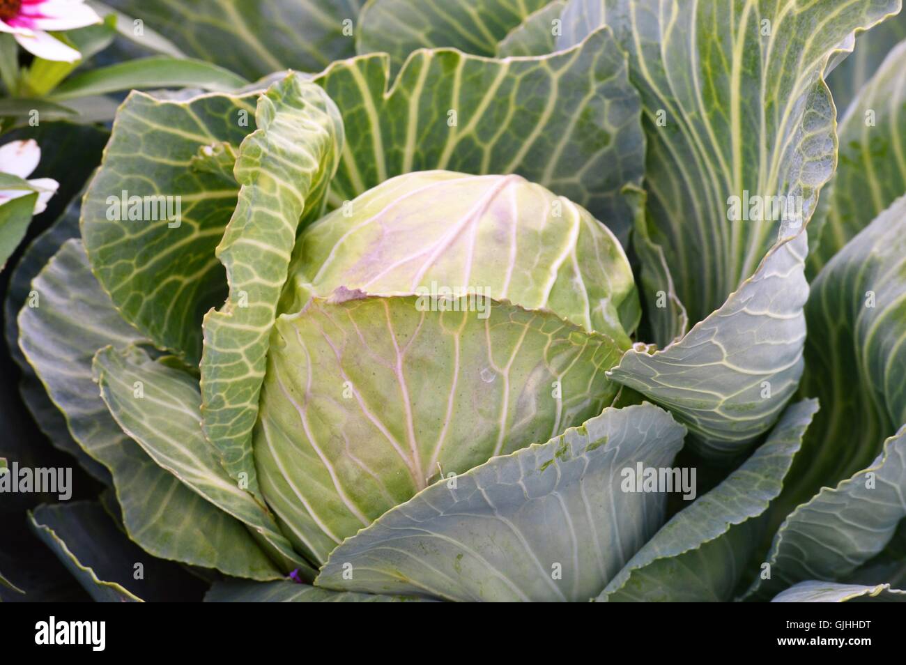 Cabbage in the Garden Stock Photo - Alamy