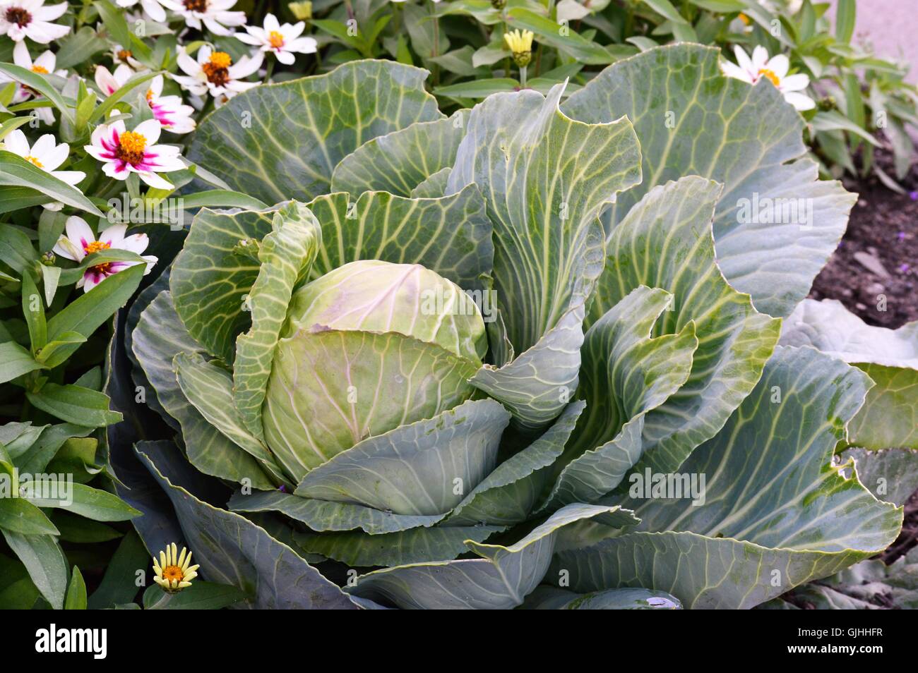 Cabbage in the Garden Stock Photo - Alamy