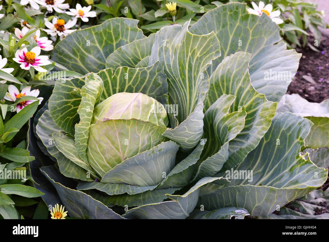 Cabbage in the Garden Stock Photo - Alamy
