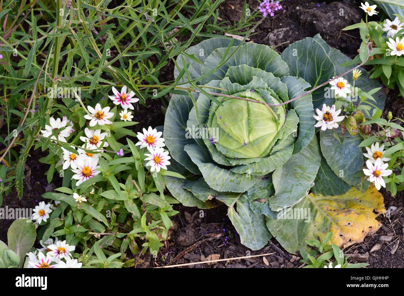 Cabbage in the Garden Stock Photo - Alamy