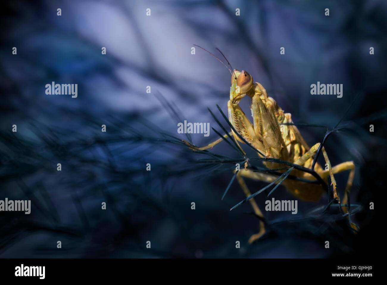 Devil mantis on plant at night, Central Java, Indonesia Stock Photo - Alamy