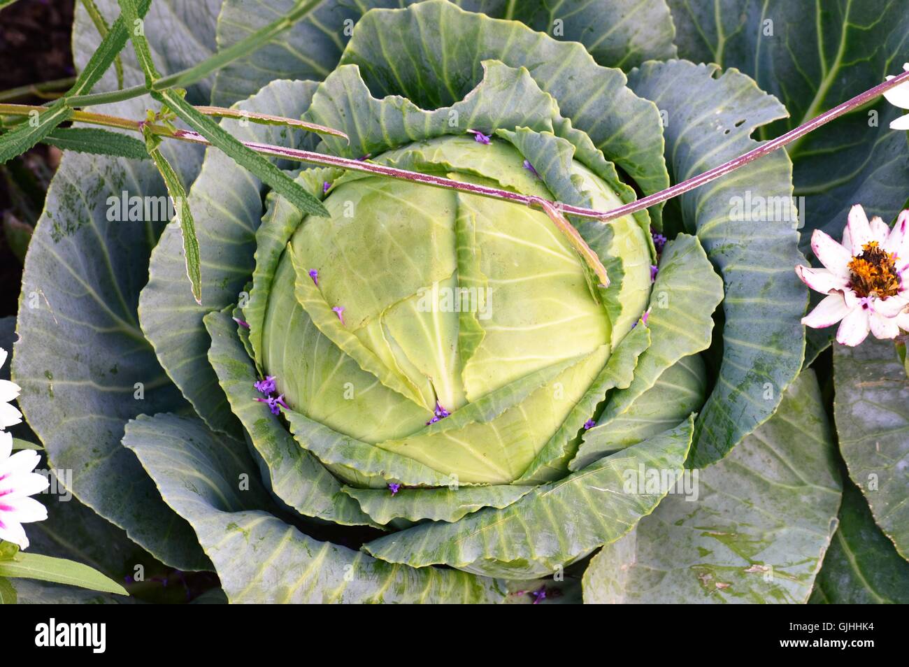 Cabbage in the Garden Stock Photo - Alamy