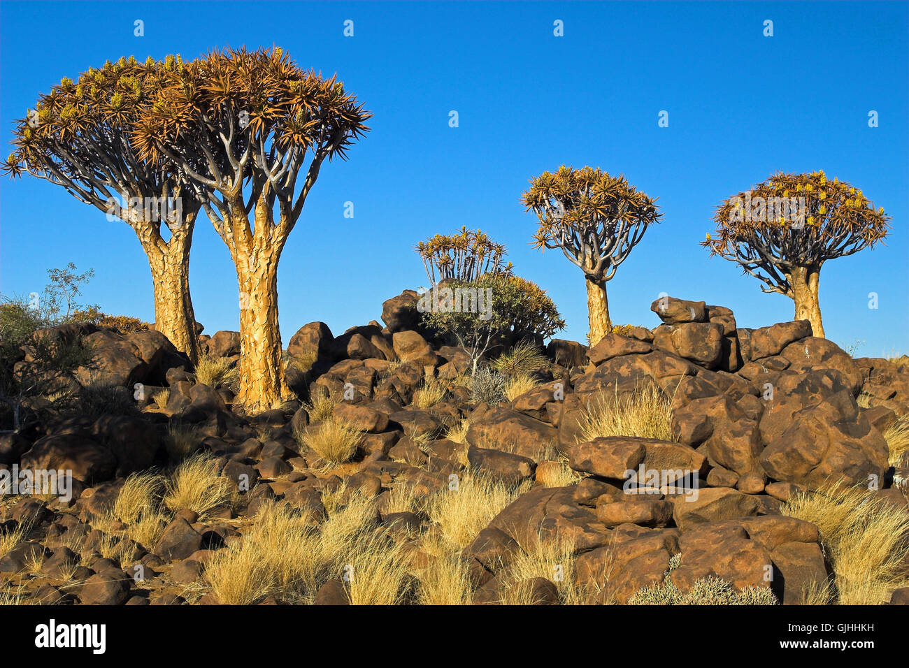quiver tree forest iii Stock Photo - Alamy