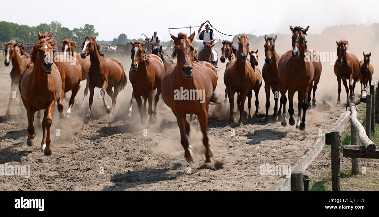 Pusta hi-res stock photography and images - Alamy