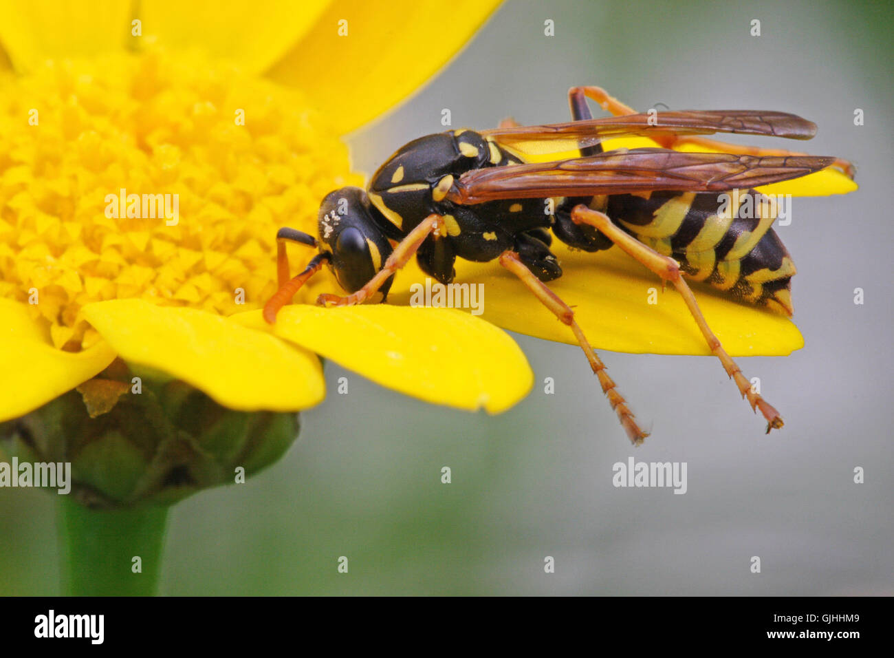 Sleeping wasp hi-res stock photography and images - Alamy