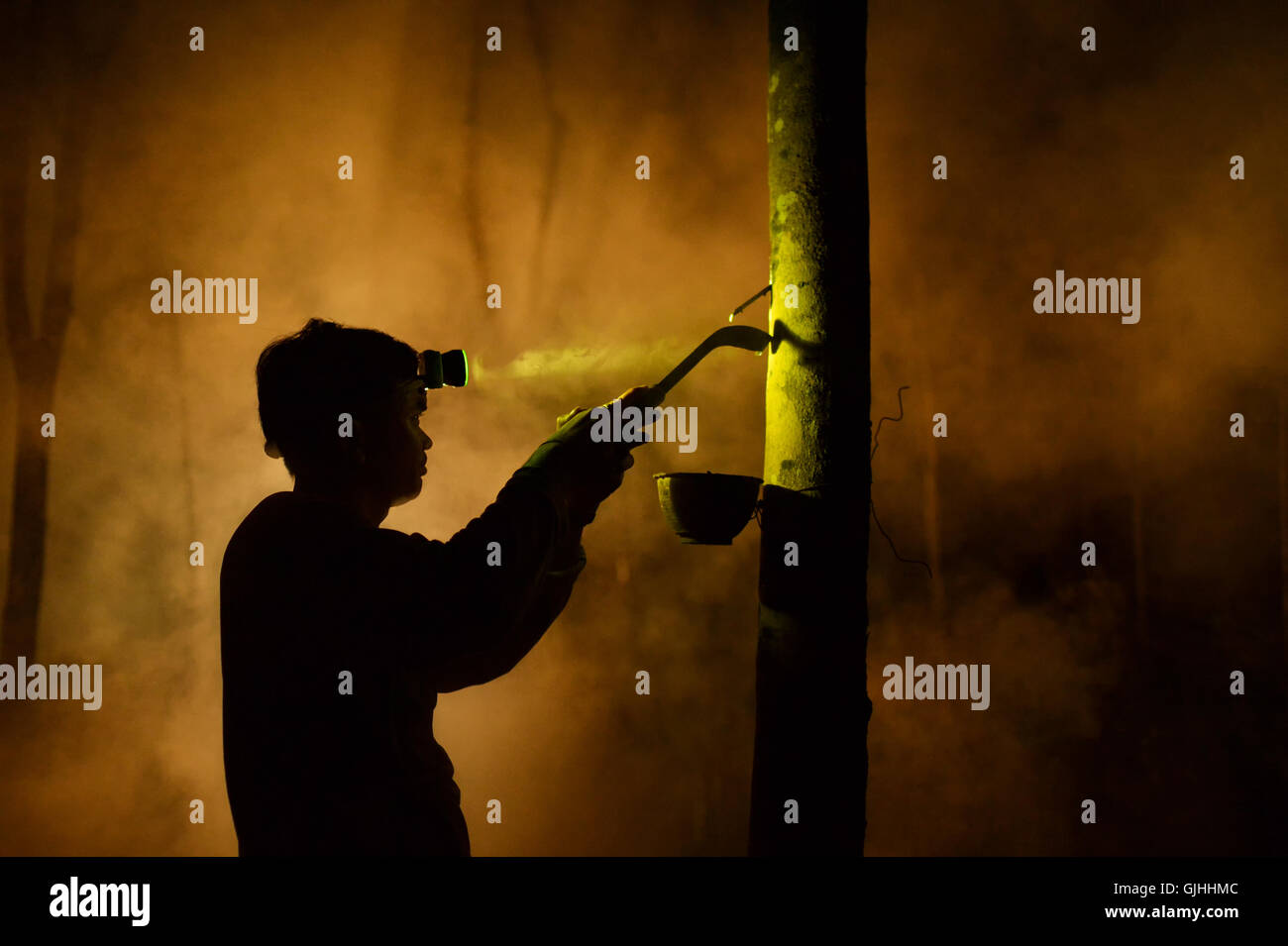 Man tapping rubber tree at night, Sakolnakhon, Thailand Stock Photo - Alamy