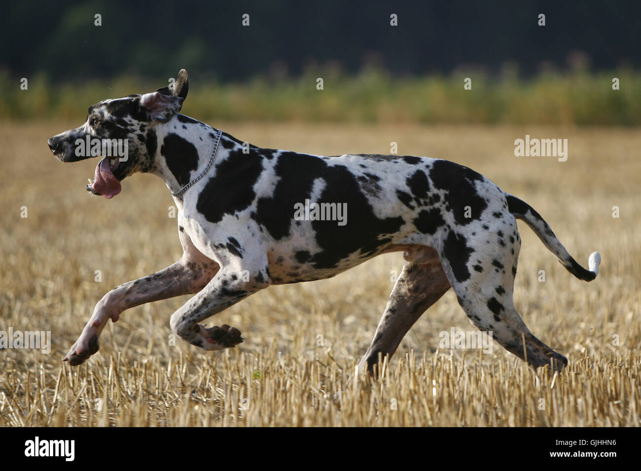 german mastiff dog Stock Photo - Alamy