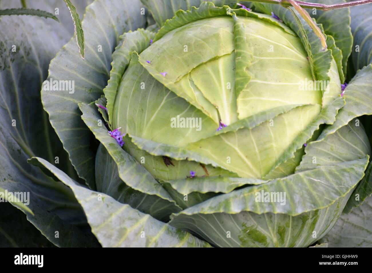 Cabbage in the Garden Stock Photo - Alamy