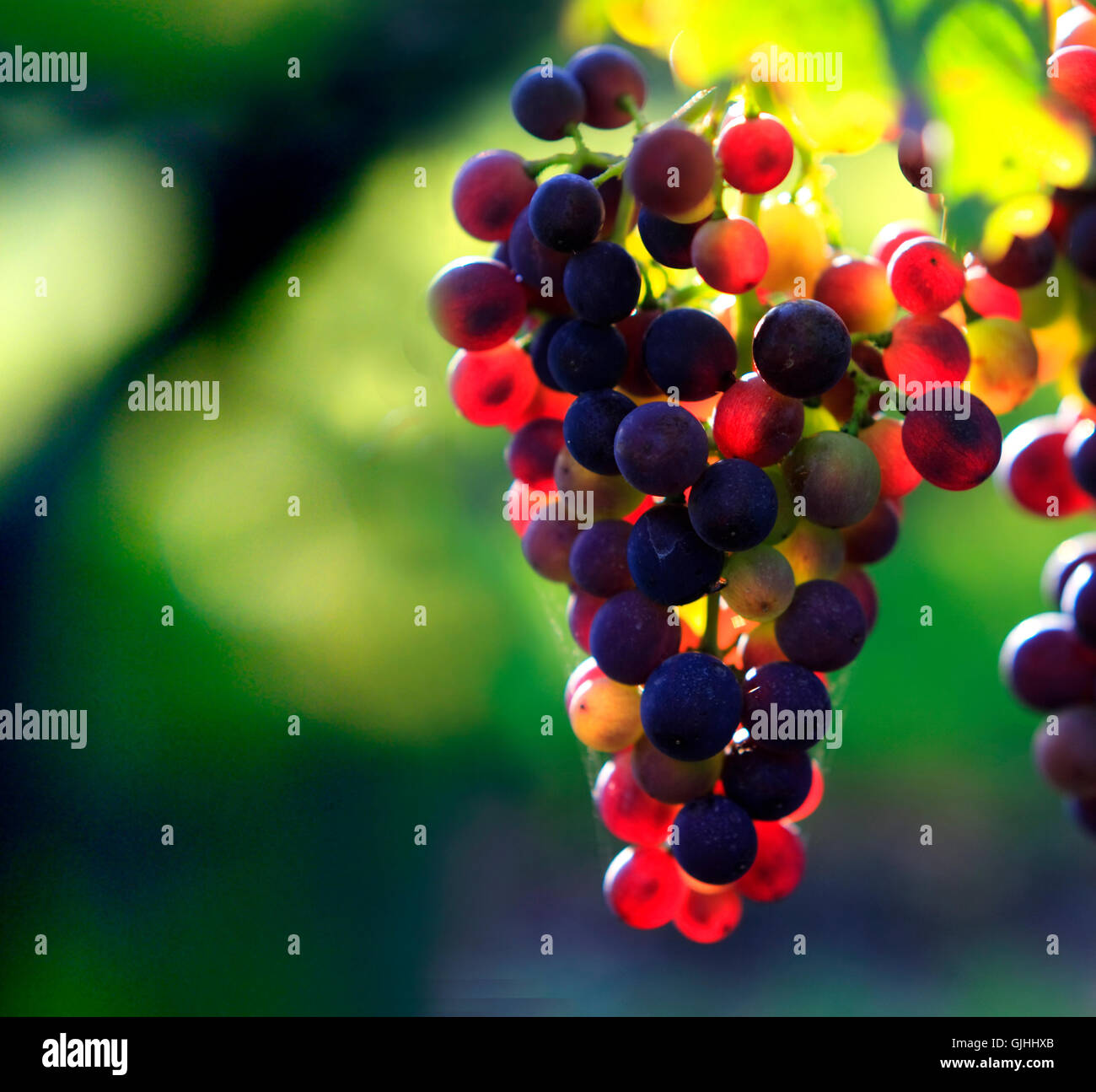 Light coloured grapes hi-res stock photography and images - Alamy