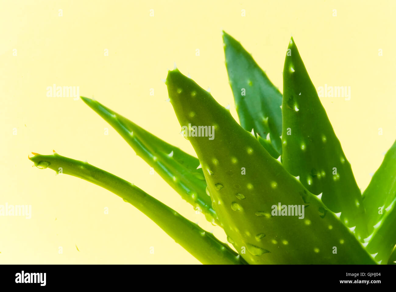aloe vera - cactus in pot 4 Stock Photo - Alamy