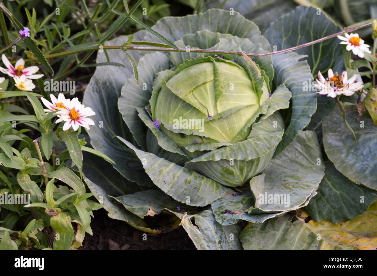 Cabbage in the Garden Stock Photo - Alamy