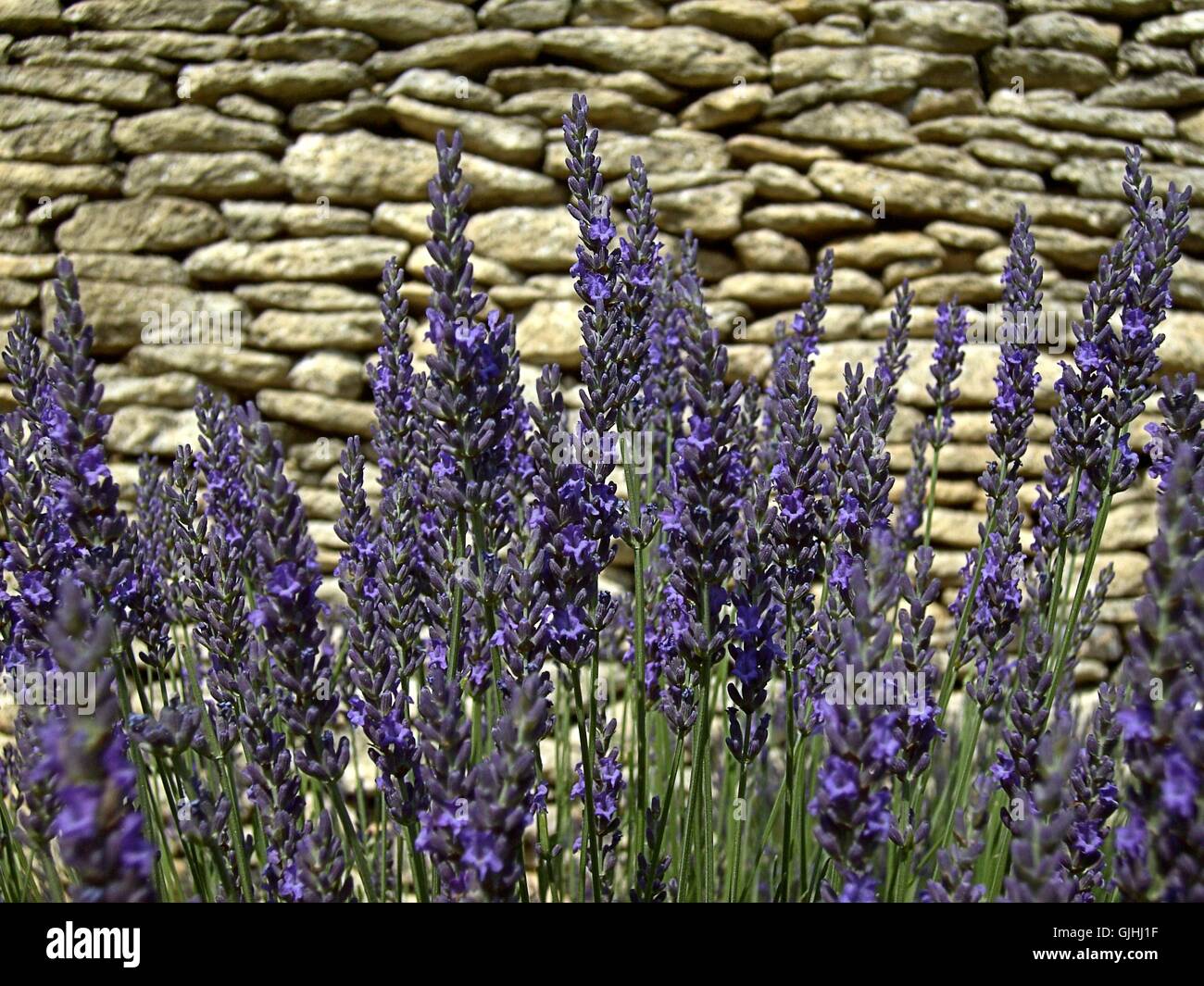 blue stone bloom Stock Photo - Alamy