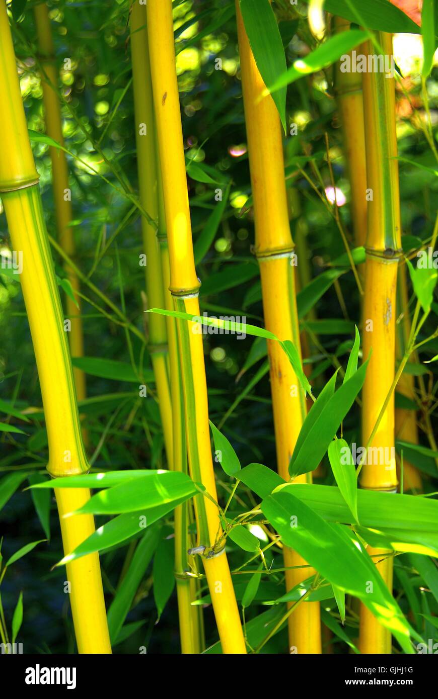Reed tube hi-res stock photography and images - Alamy