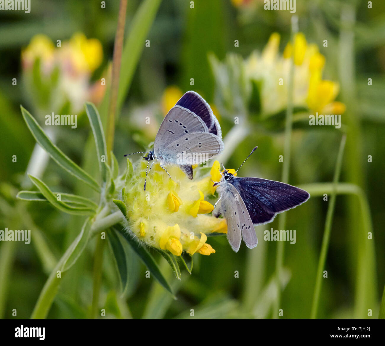 Small butterflies hi-res stock photography and images - Alamy