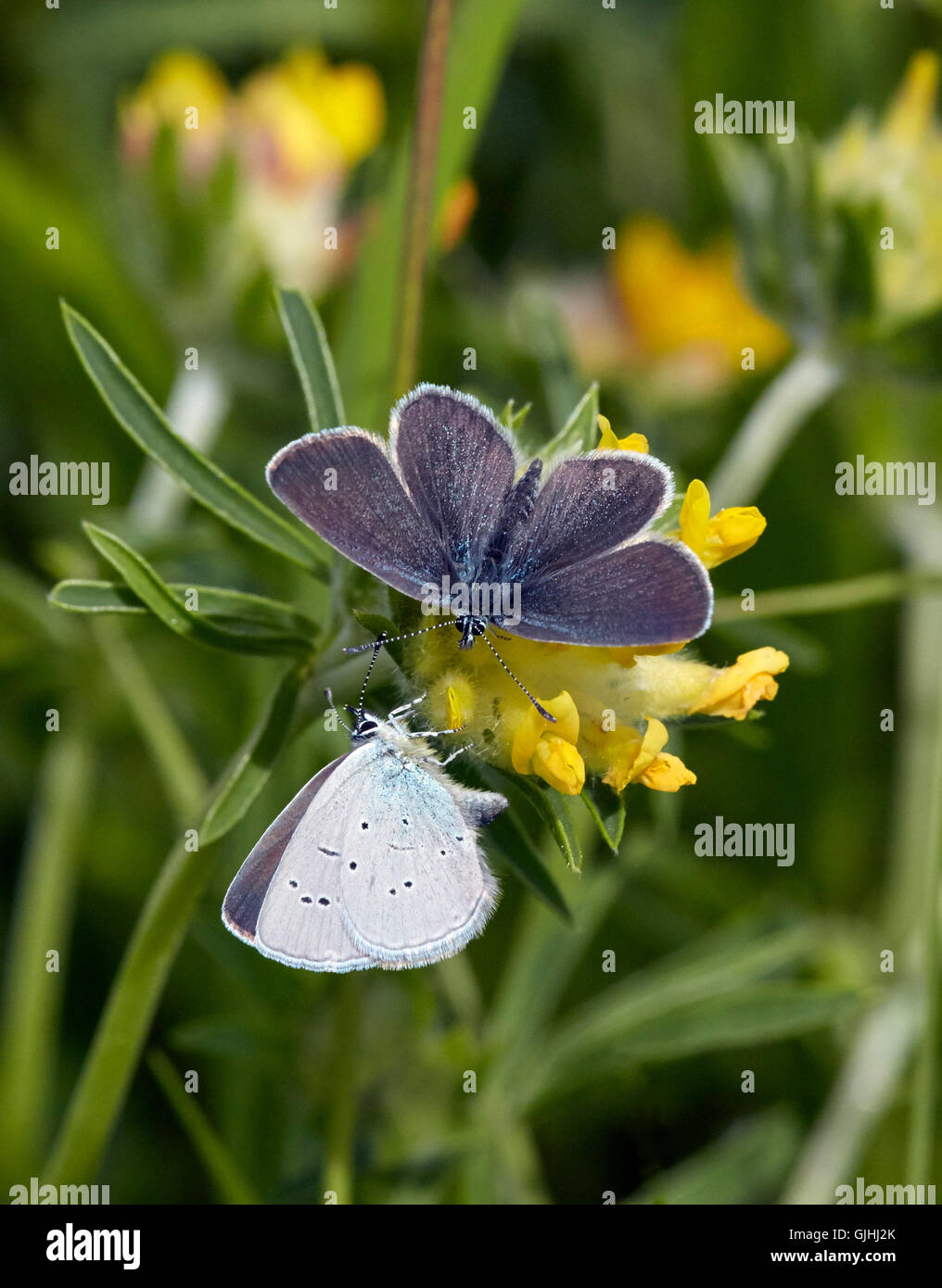 Small Blue butterflies on kidney vetch flower. Warren Farm, Ewell ...