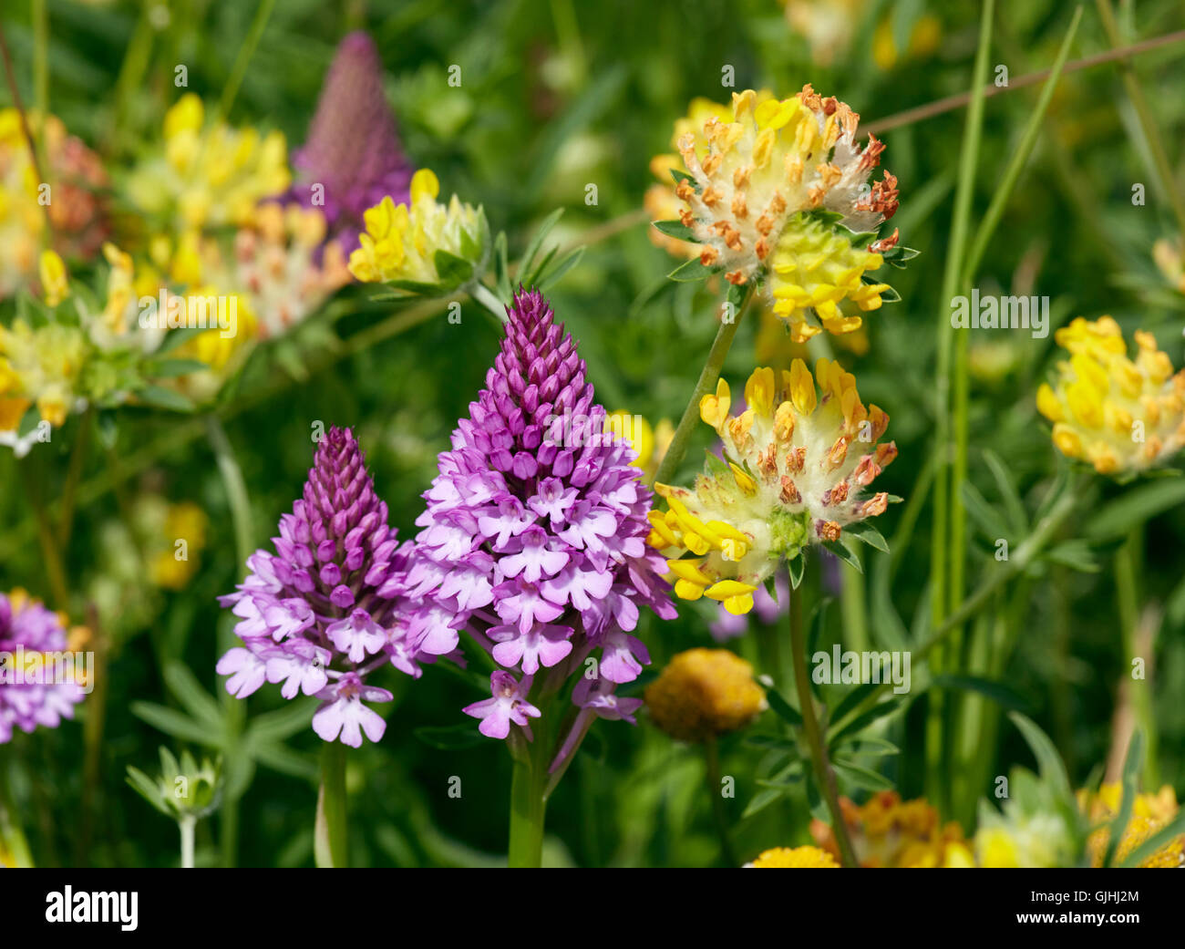 Kidney vetch hi-res stock photography and images - Alamy