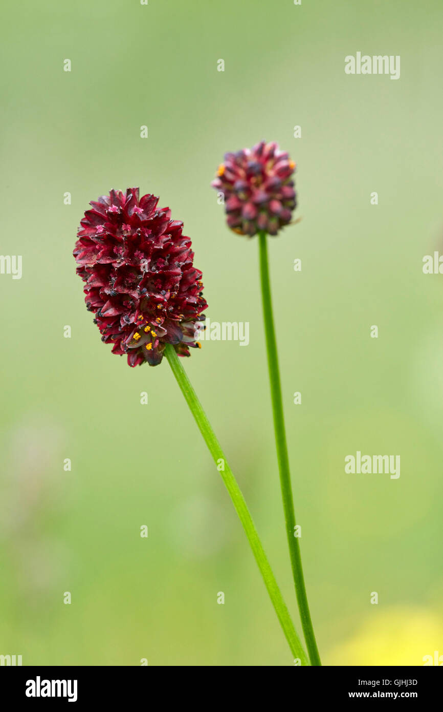 Great Burnet in flower. Hurst Meadows, West Molesey, Surrey, England ...