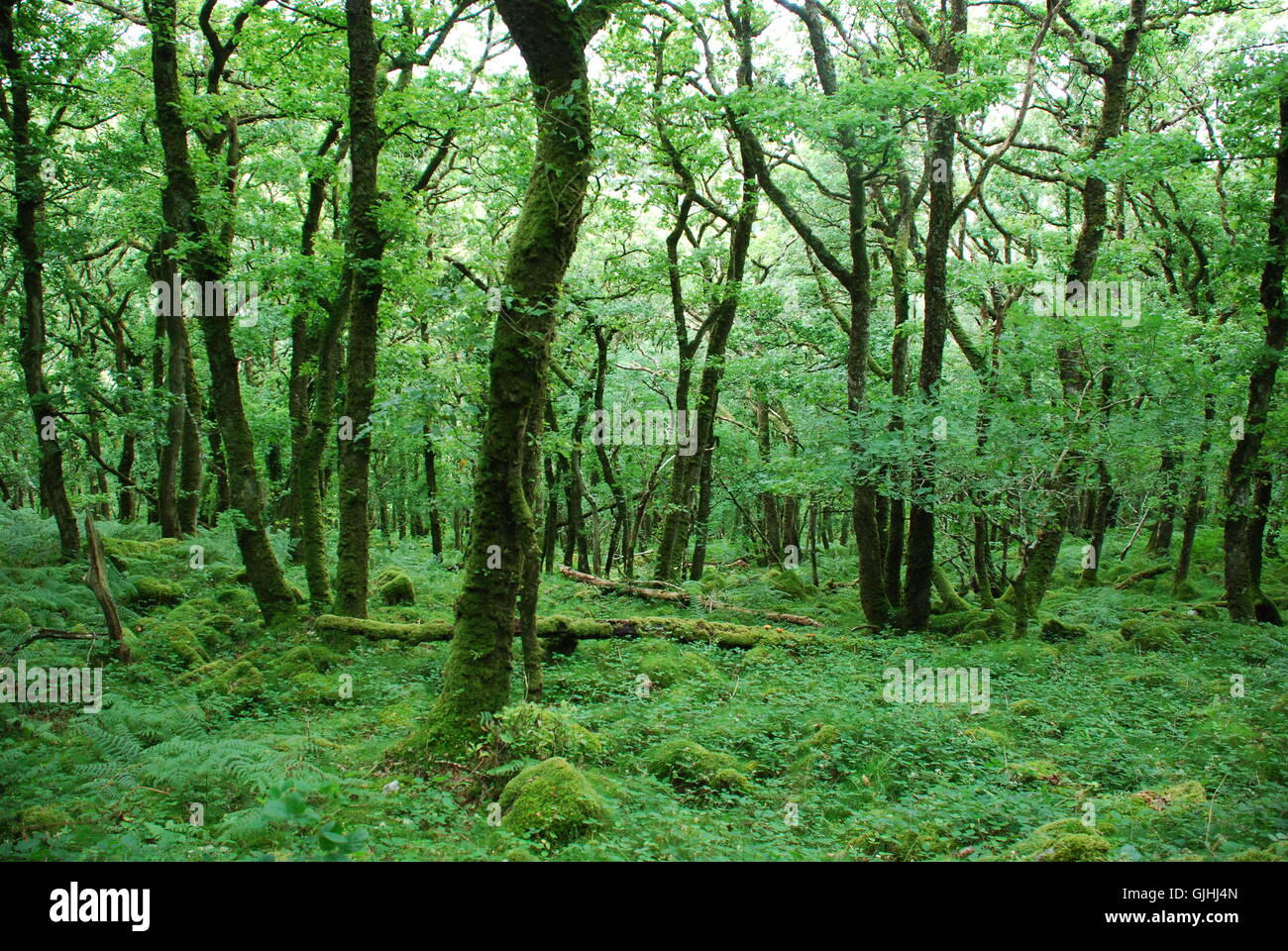 tree trees green Stock Photo - Alamy