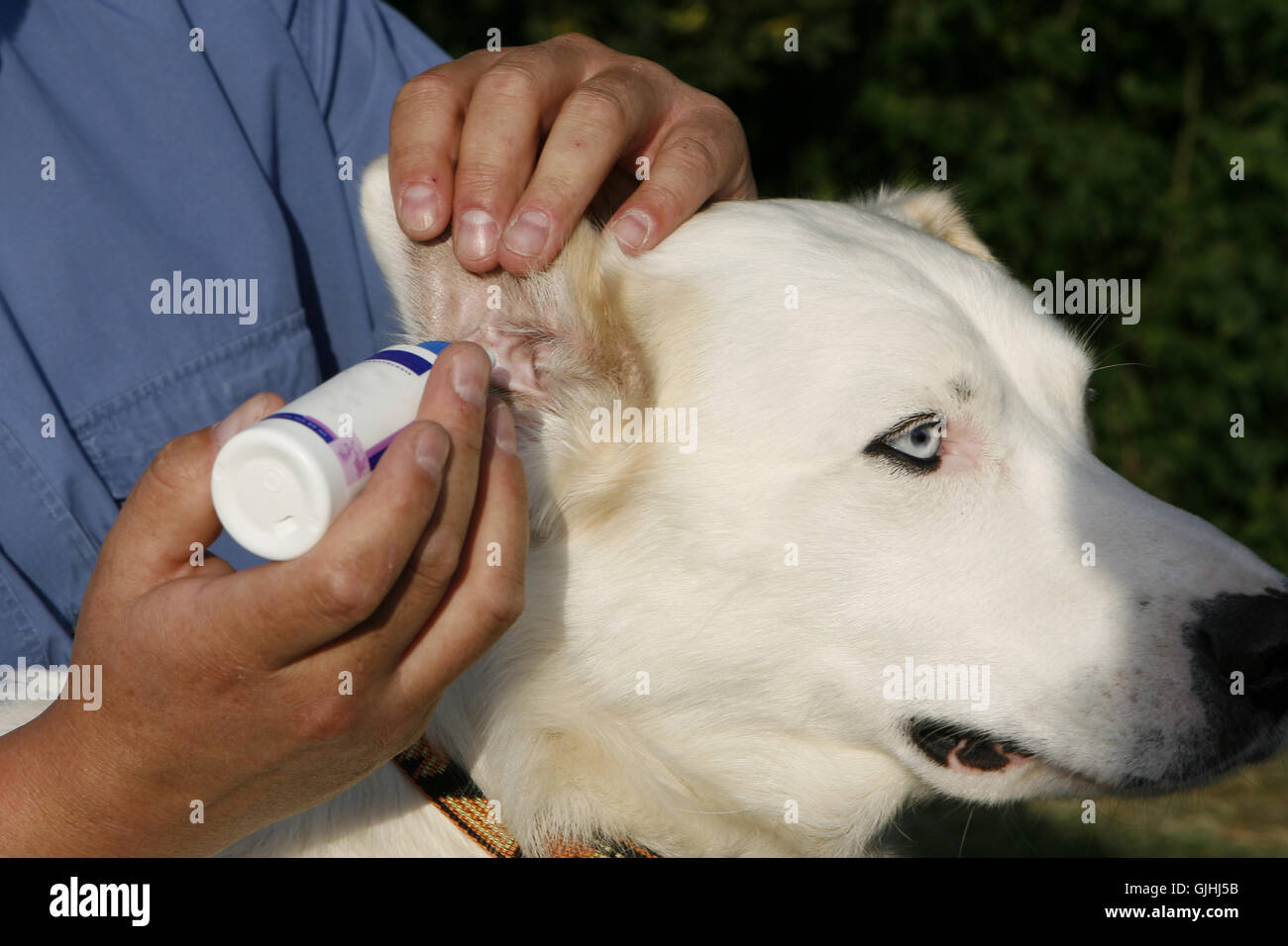Hearing dogs hi-res stock photography and images - Alamy
