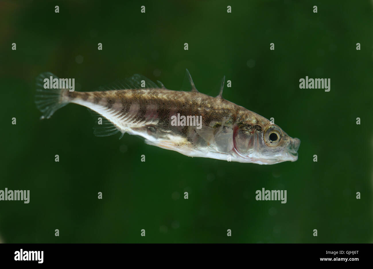 Dreistacheliger stickleback hi-res stock photography and images - Alamy