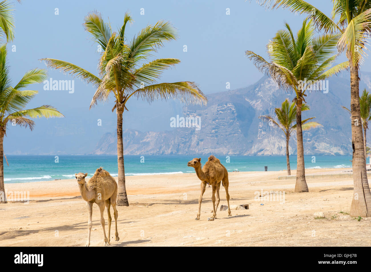 Camels walking along the beach, Oman Stock Photo - Alamy