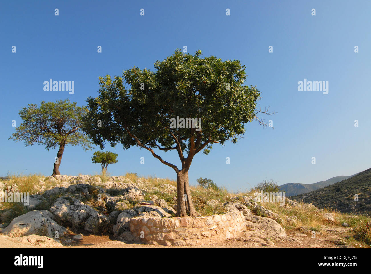 blue tree hill Stock Photo - Alamy