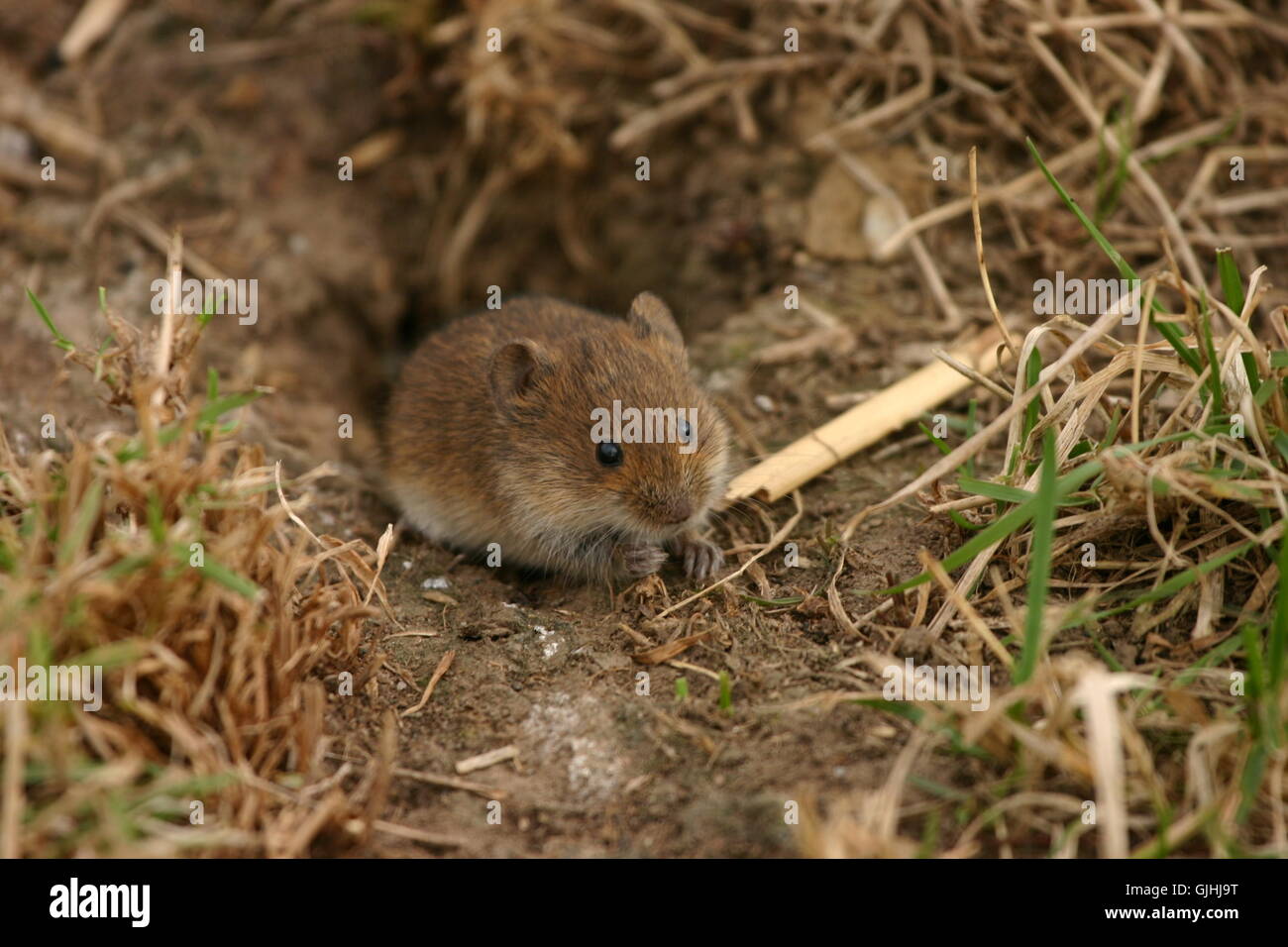 Meadow vole hi-res stock photography and images - Alamy