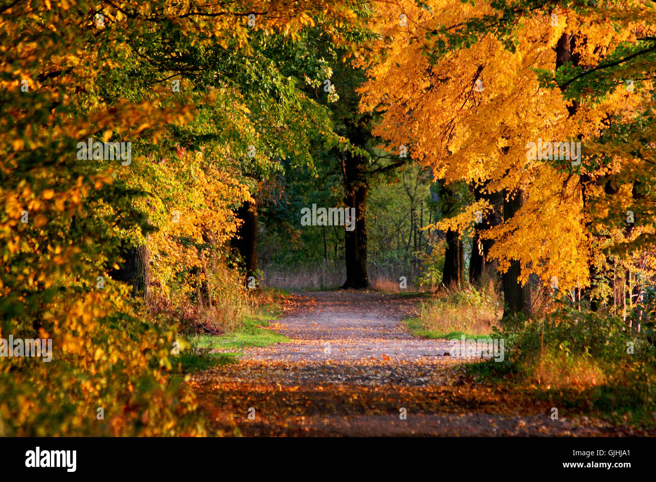 road in the fall Stock Photo - Alamy