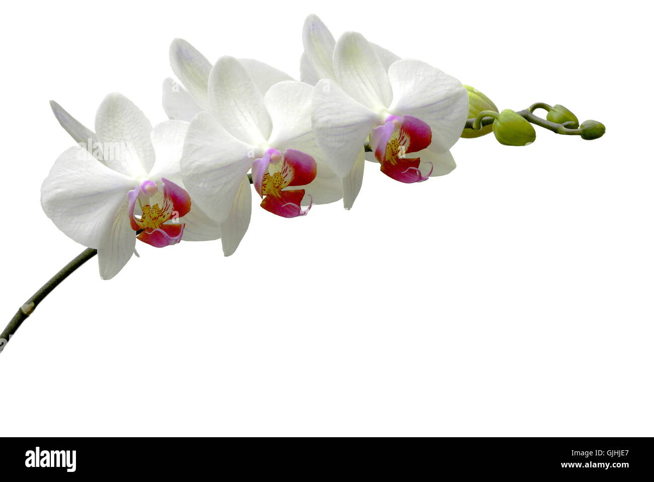 exotic delicate flower Stock Photo - Alamy