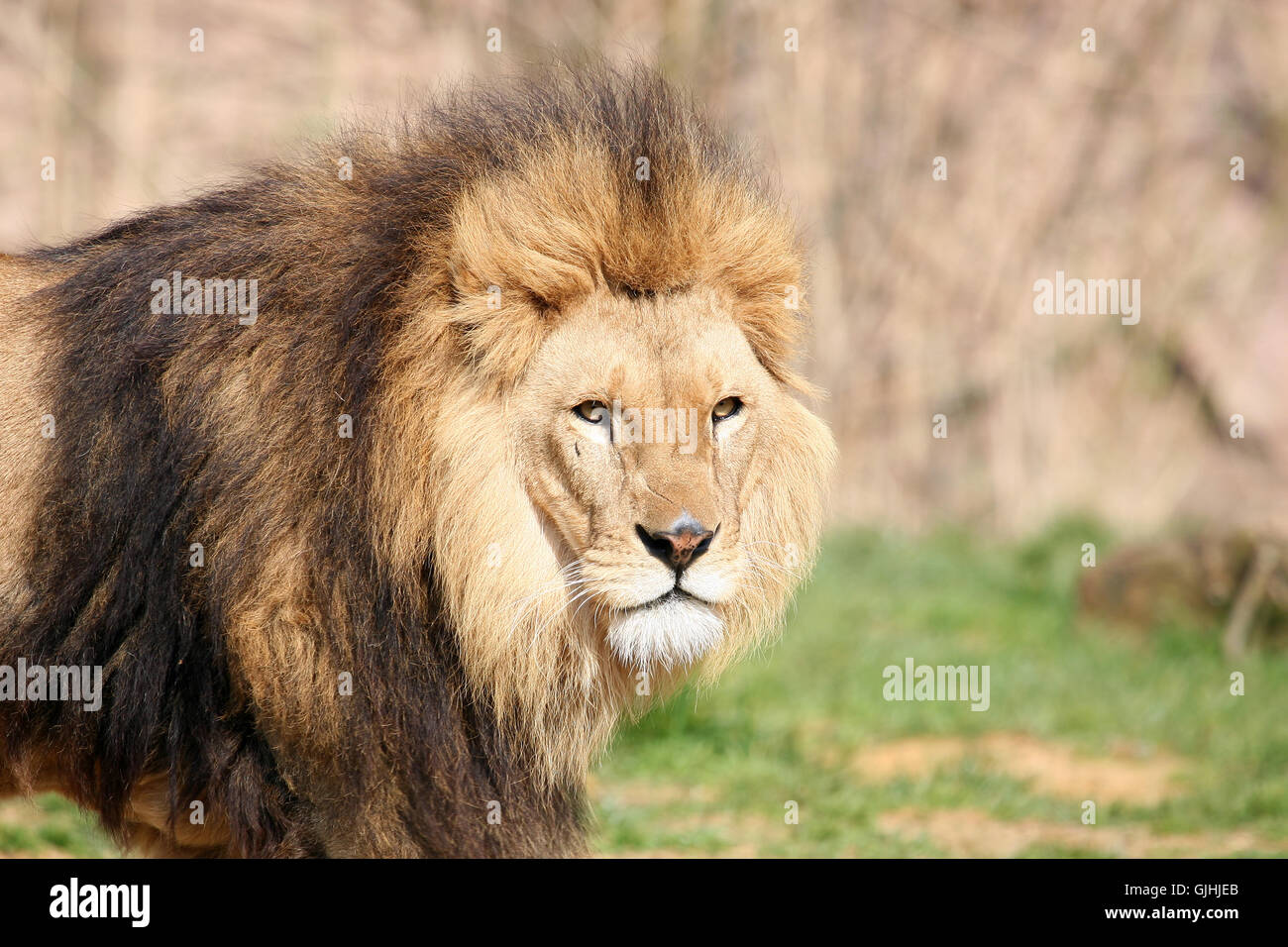 lion cat big cat Stock Photo - Alamy