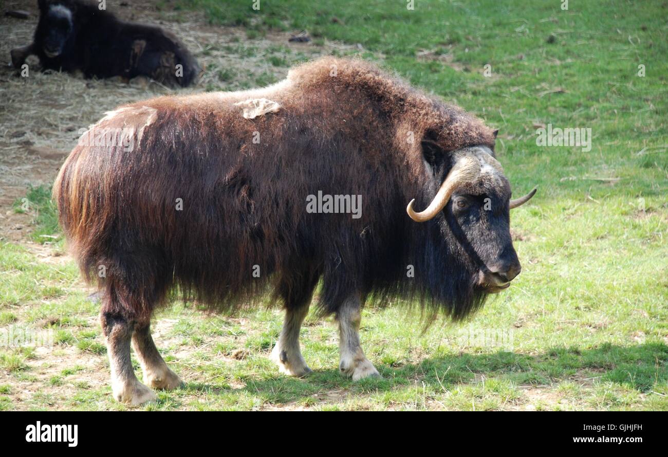 big large enormous Stock Photo - Alamy