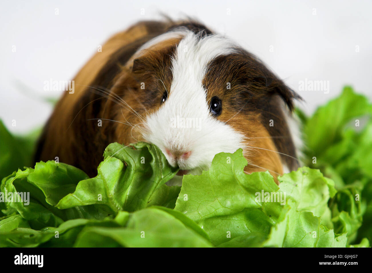 Angora guinea pig hi-res stock photography and images - Alamy