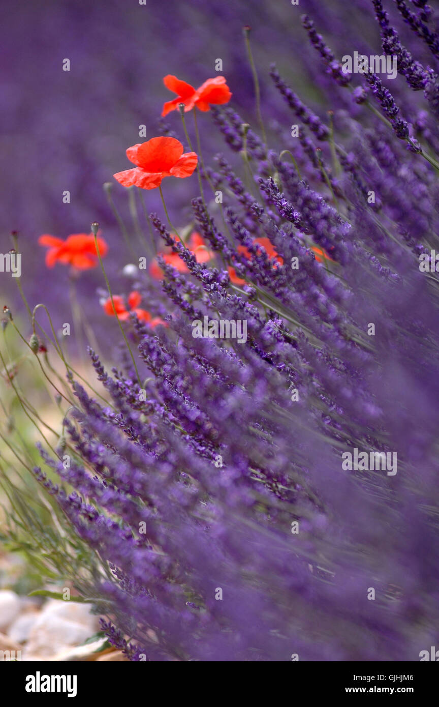 red vs. purple Stock Photo - Alamy